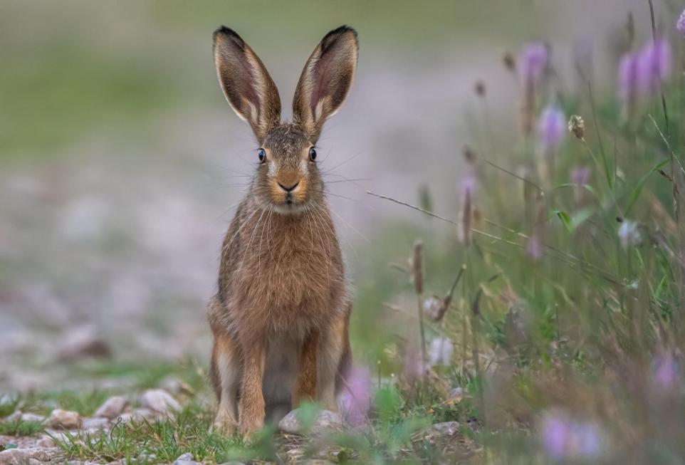 Huntsman sentenced as dogs chase hare through Dorset field ...